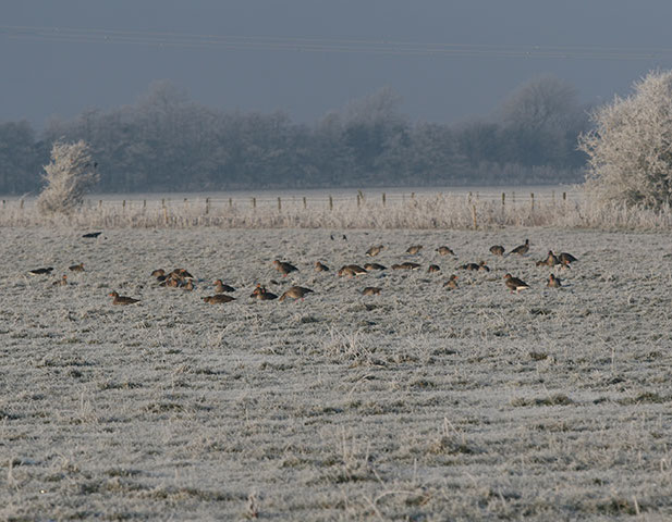 Inch Wildfowl Reserve Park | Activities in Donegal | Go Visit Donegal