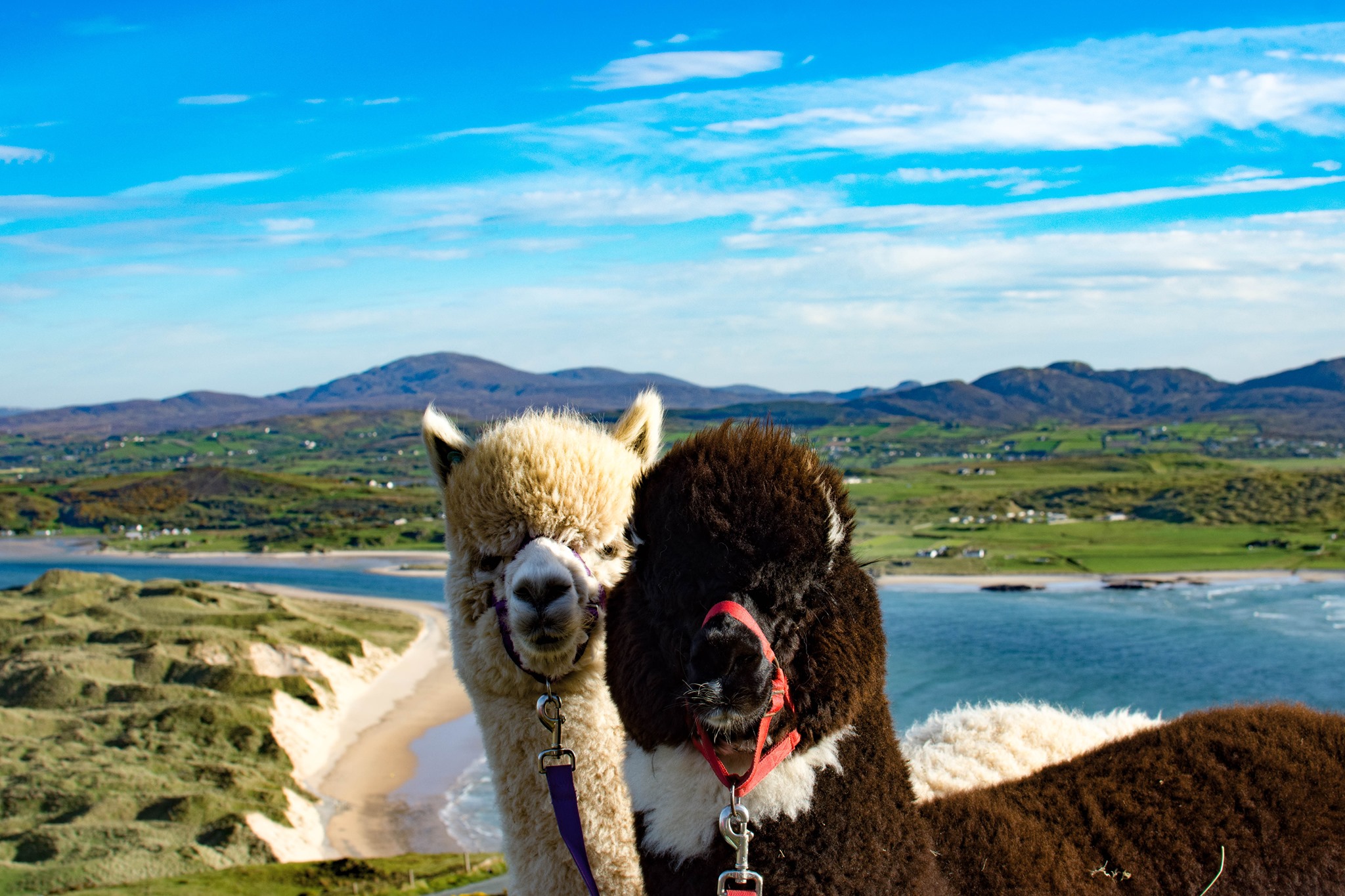 Wild Alpaca Way | Activities in Donegal | Go Visit Donegal